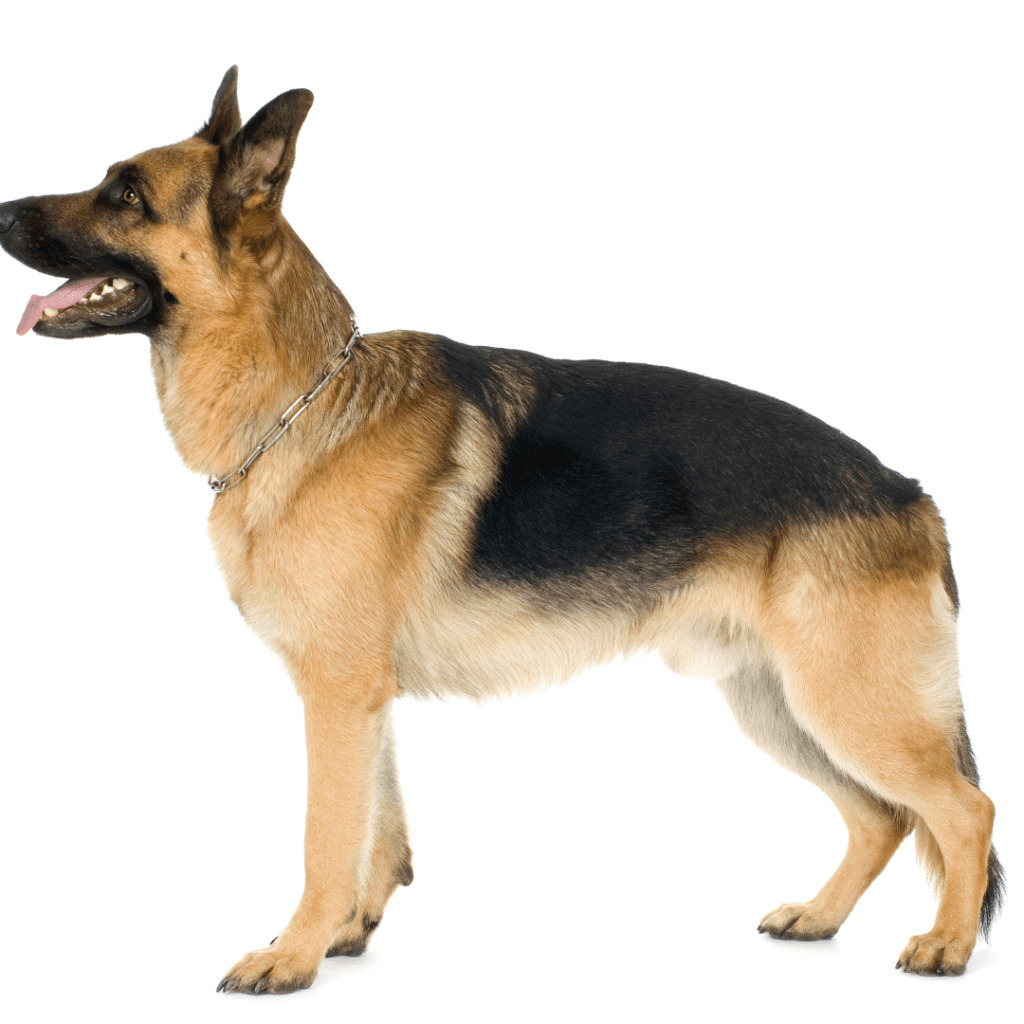 How To Measure Your German Shepherd's Neck Size | GSD World