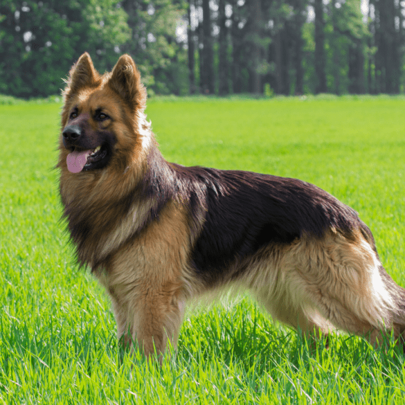 How To Measure Your German Shepherd's Neck Size | GSD World