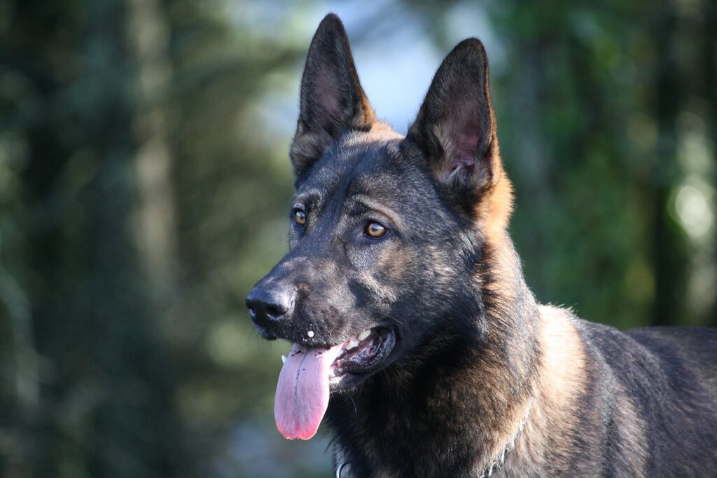 Czech German Shepherd: The Complete Guide | GSD World