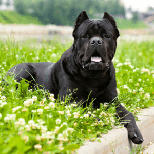 Cane Corso German Shepherd Mix: A Complete Guide | GSD World
