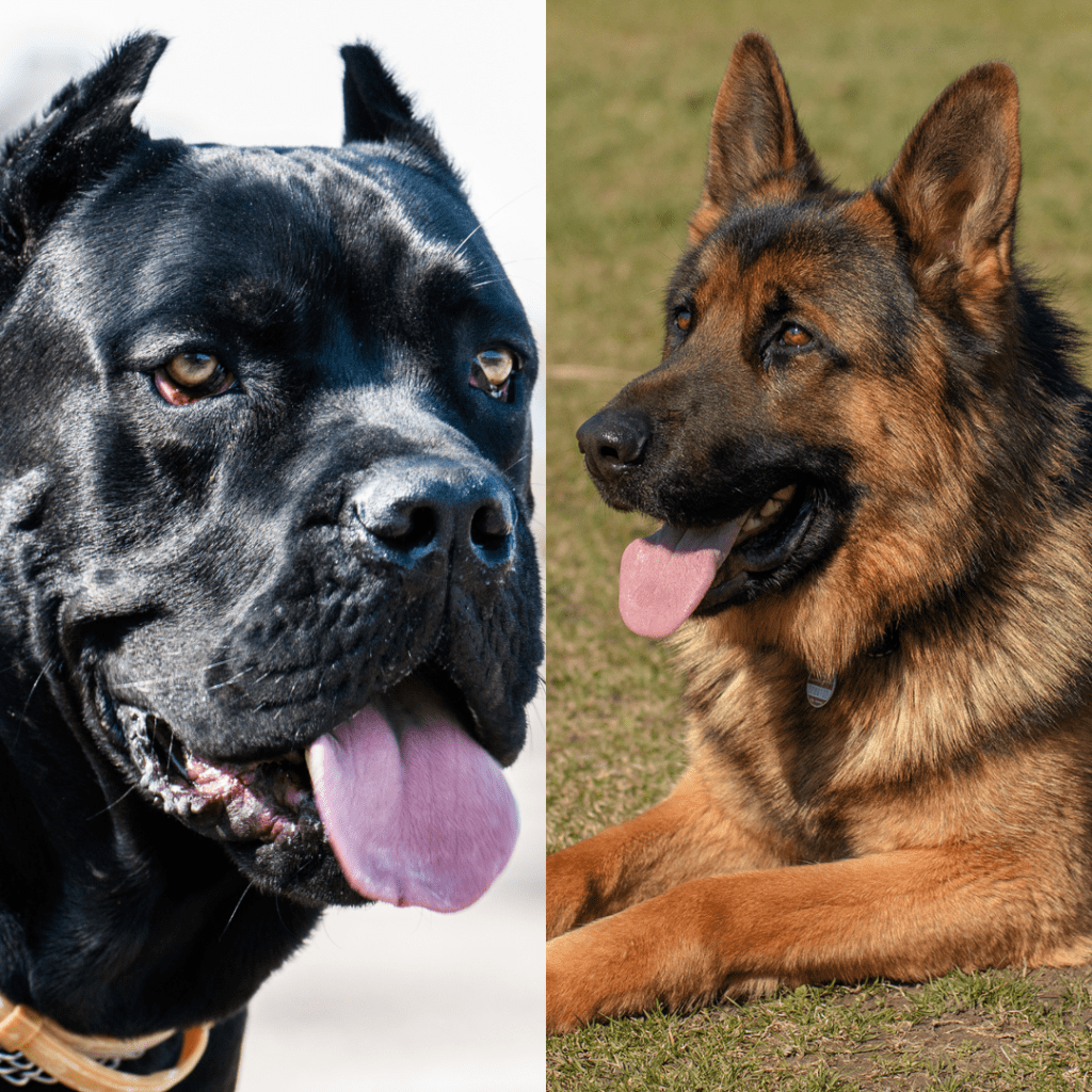 Cane Corso German Shepherd Mix: A Complete Guide | GSD World